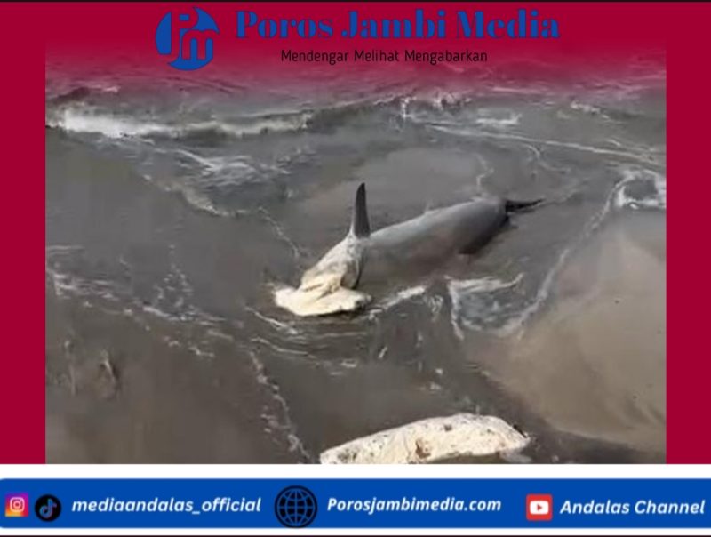 Hiu Martil Kembali Terdampar di Pantai Kuta Selama Dua Hari, Gelombang ...